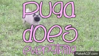 PUGA DOES EVERYTHING! on Make a GIF