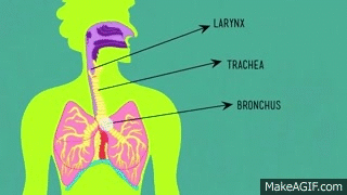 Circulatory & Respiratory Systems - CrashCourse Biology #27 on Make a GIF