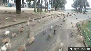 Many rabbits around a girl on Make a GIF