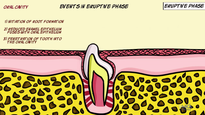 Tooth Eruption: Pre-eruptive, Eruptive and Post-eruptive tooth ...