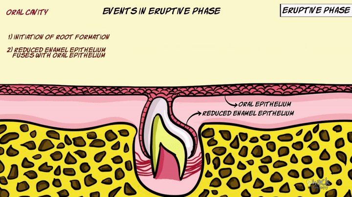 Tooth Eruption: Pre-eruptive, Eruptive and Post-eruptive tooth ...