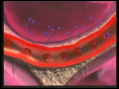 ALVEOLO intercambio O2 CO2 hemoglobina on Make a GIF