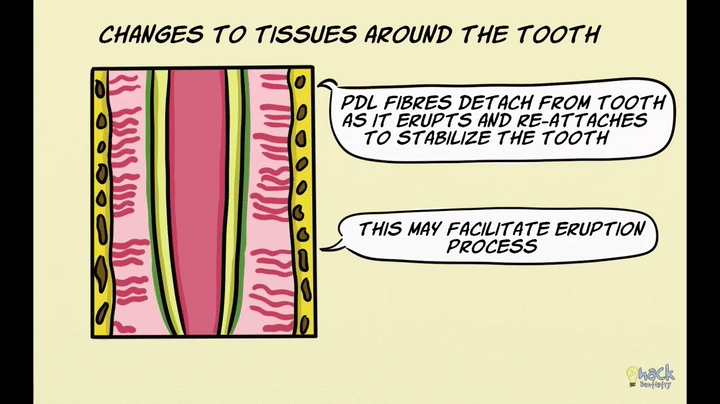 Tooth Eruption: Pre-eruptive, Eruptive and Post-eruptive tooth ...