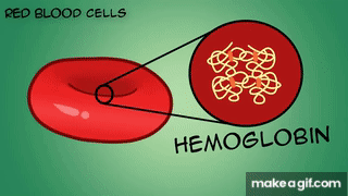 Specialized Cells: Significance and Examples on Make a GIF