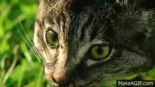 Dead Cat Turned Into a Flying Helicopter on Make a GIF