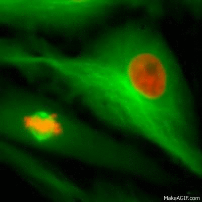 cell division on Make a GIF