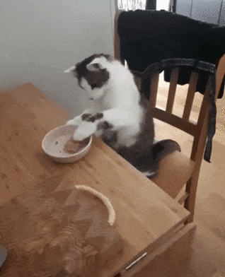 Cat with Table Manners | Funny Cat GIFs on Make a GIF