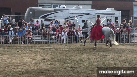 Equestrian Maiden On Lipizzaner Stallion on Make a GIF
