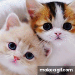 Cute Stuff The Drapening on Make a GIF