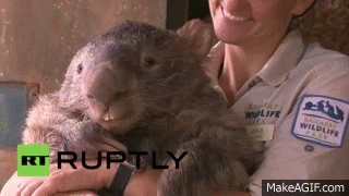 Gif De Wombat Pet Wombats — My Wombats