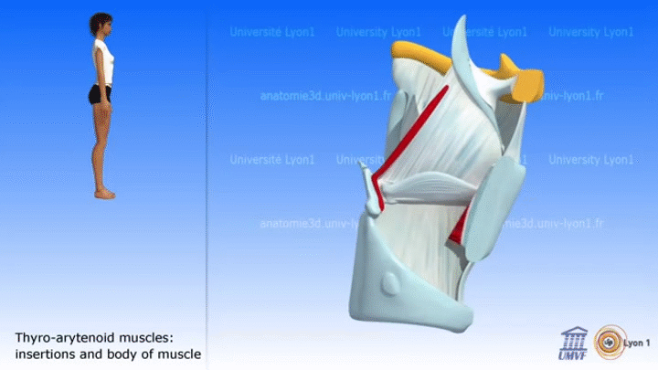 Muscles of the Larynx on Make a GIF