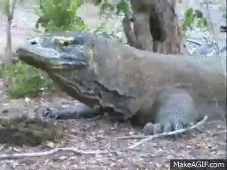 Travel With Anjaly - seen an angry Komodo dragon? on Make a GIF