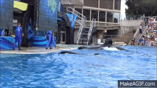 Shamu Show at Sea World San Diego July 2013 HD on Make a GIF
