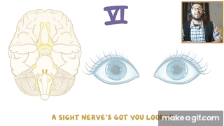 Cranial Nerves Music Video: Big Brains Matter More on Make a GIF