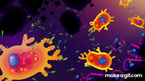 How The Immune System ACTUALLY Works – IMMUNE on Make a GIF