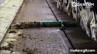 How to make chocolate from cow poop (excrement) - parody on Make a GIF