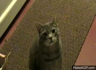 Hey Cat. Hey on Make a GIF