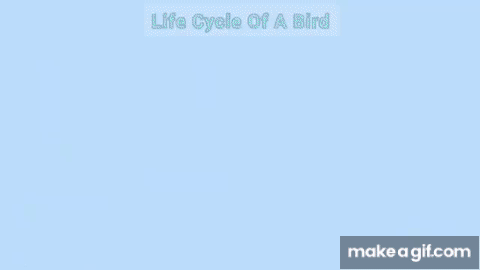 Life Cycle Of A Bird For Kids| Bird Life Cycle For Kids| Life Cycle ...