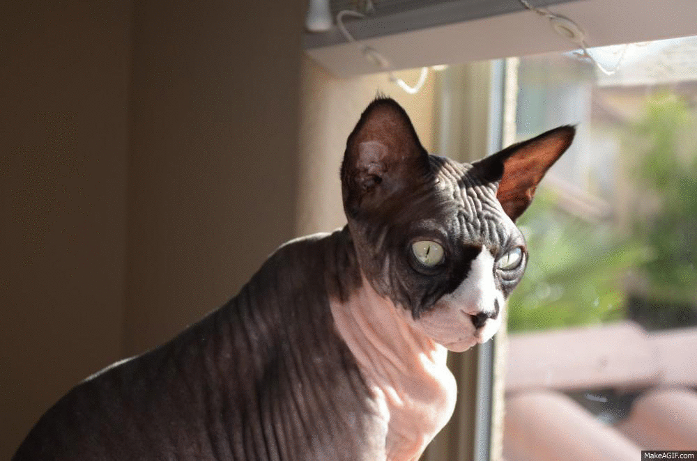 Judgmental Gif Aishwarya Rai Judgmental Discover