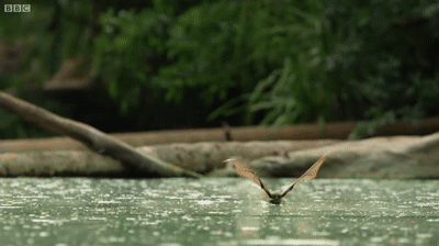 Flying Foxes Vs Freshwater Crocodile - Lands of the Monsoon - BBC on ...