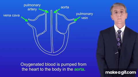 GCSE Science Biology (9-1) The heart and circulation on Make a GIF