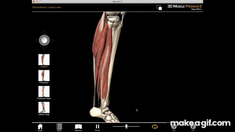 Knee and plantar flexion muscle actions with Muscle Premium on Make a GIF