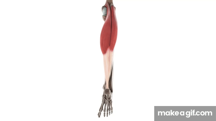 Functions of the gastrocnemius muscle (preview) - 3D Human Anatomy ...