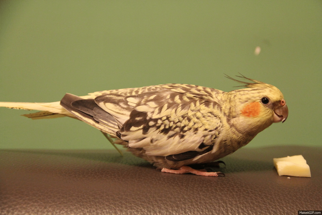 Cockatiel eating Cheese on Make a GIF