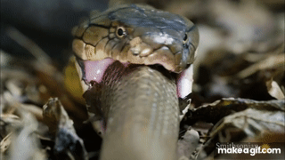 Warning: Here's a King Cobra Swallowing Another Snake Whole on Make a GIF