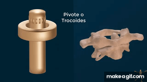 Tipos de huesos y articulaciones on Make a GIF