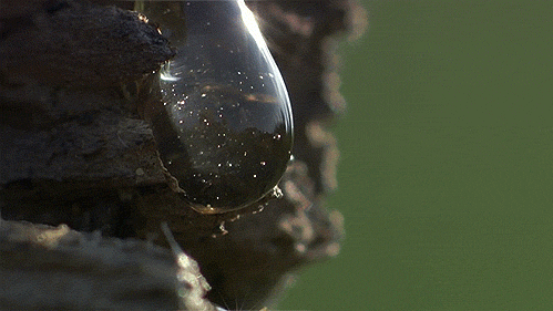 A drop of sap on Make a GIF