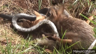 Rabbit Vs Snake. Momma Rabbit save babies - Original Video on Make a GIF