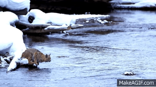 Jumping Bobcat Slow Motion | Planet Earth II on Make a GIF