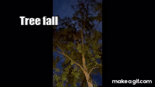Tree fall fail on Make a GIF