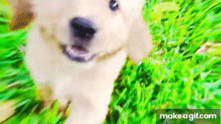 Doss - Puppy on Make a GIF