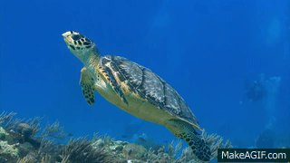 Hawksbill Sea Turtles and The Best Relax Music - Coral Reef Aquarium ...