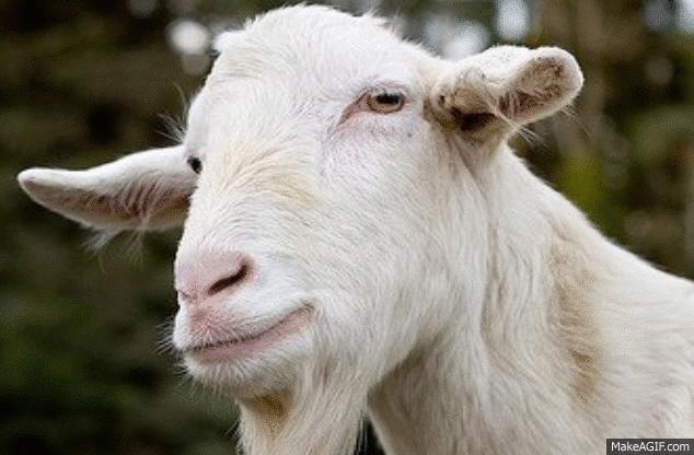 Buttermilk Goat Gif