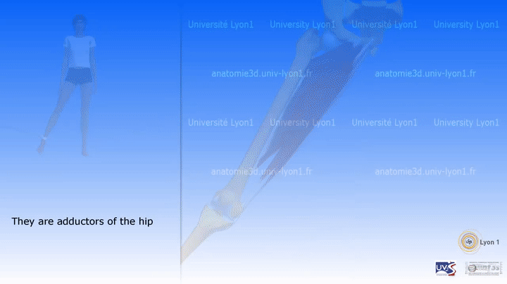 The adductors and the gracilis medial compartment of the thigh on Make ...