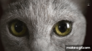 羊毛フェルトで猫を作る制作過程_猫の目作り - Needle felting Cat // A process of making a cat ...