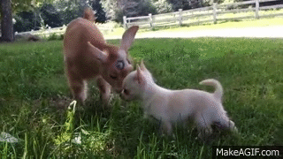 Lola the littlest farm dog does morning chores on Make a GIF