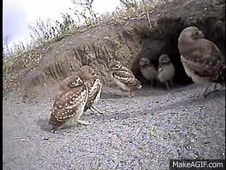 Burrowing owls run for cover on Make a GIF