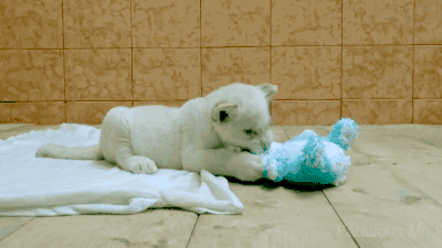 Cub and Toy | Funny Cat GIFs on Make a GIF