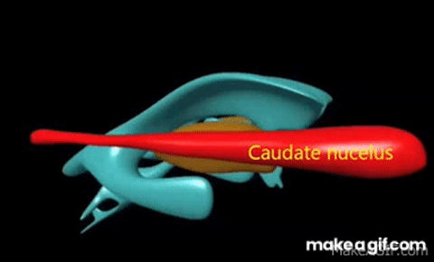 CAUDATE NUCLEUS on Make a GIF