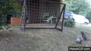 Amazing Cat Goalkeeper stopping penalty on Make a GIF