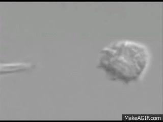 Quimiotaxis de neutrófilos on Make a GIF