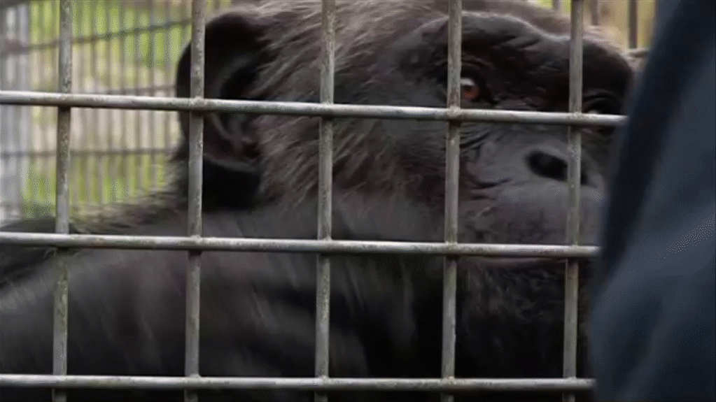 RJWP Bili the Chimp on Make a GIF