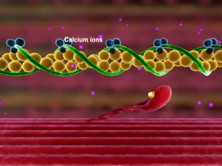 Muscle Contraction Part 3 The Cross Bridge Cycle on Make a GIF
