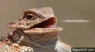 Lizard Squad Meme I Was Gonna Out Something About Lizard Squad Here