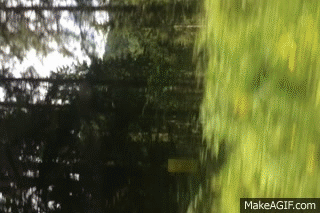 Trees, forest, nature on Make a GIF