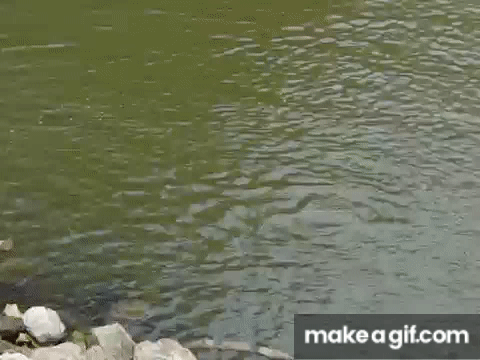 slow motion dropping a big rock into water! on Make a GIF
